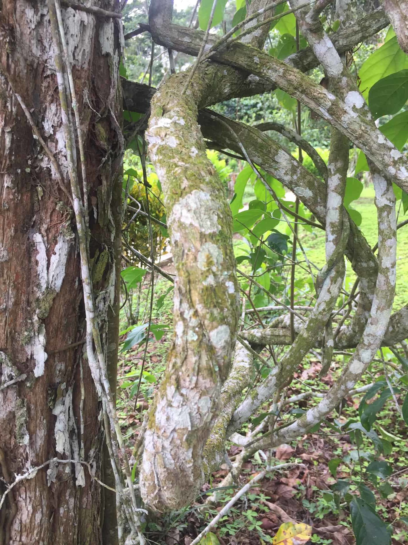 A Journey with Ayahuasca, the Healing Plant from the Amazon Jungle ...